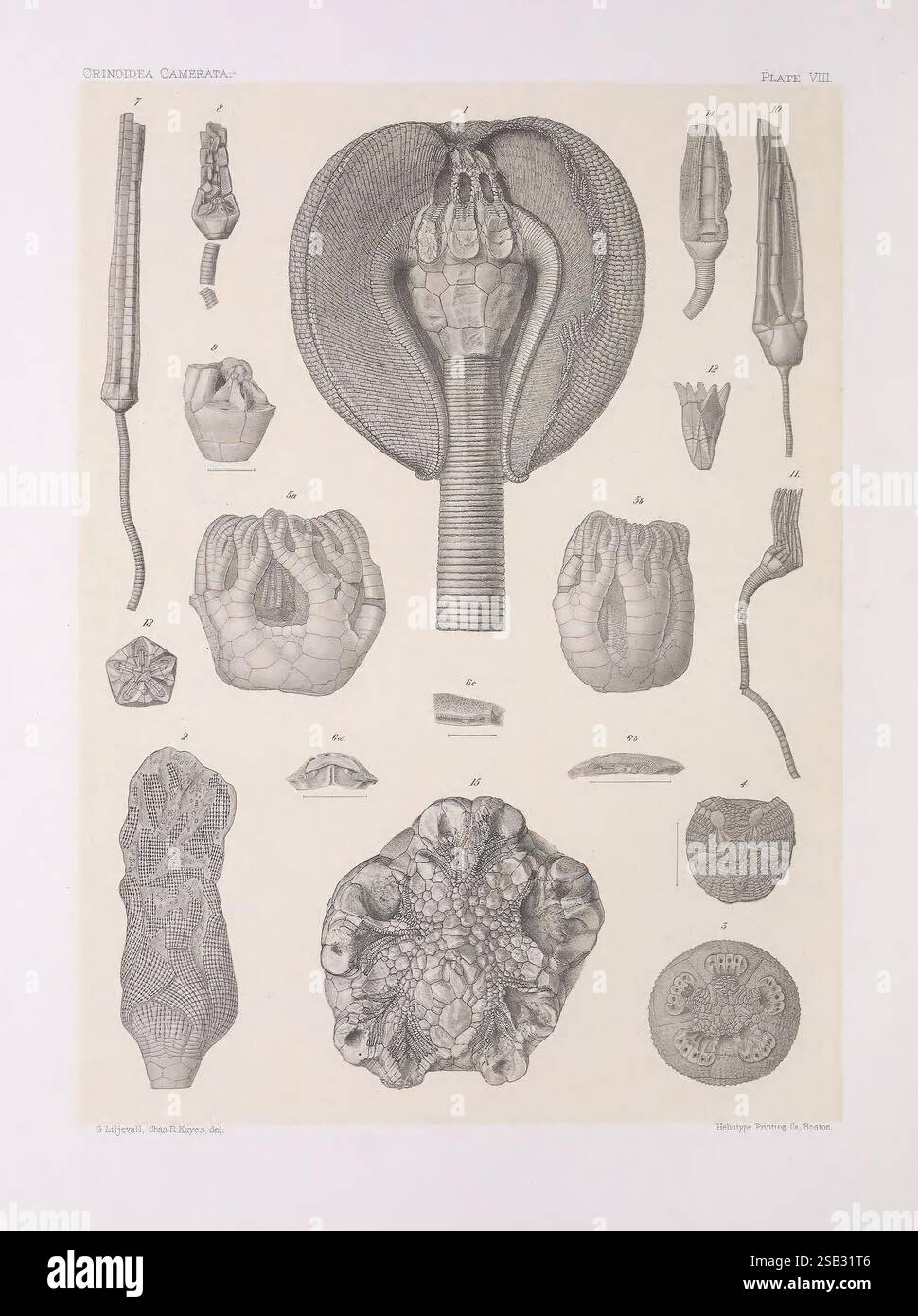 The, North, American, Crinoidea, Camerata, Cambridge, U.S.A, Printed ...