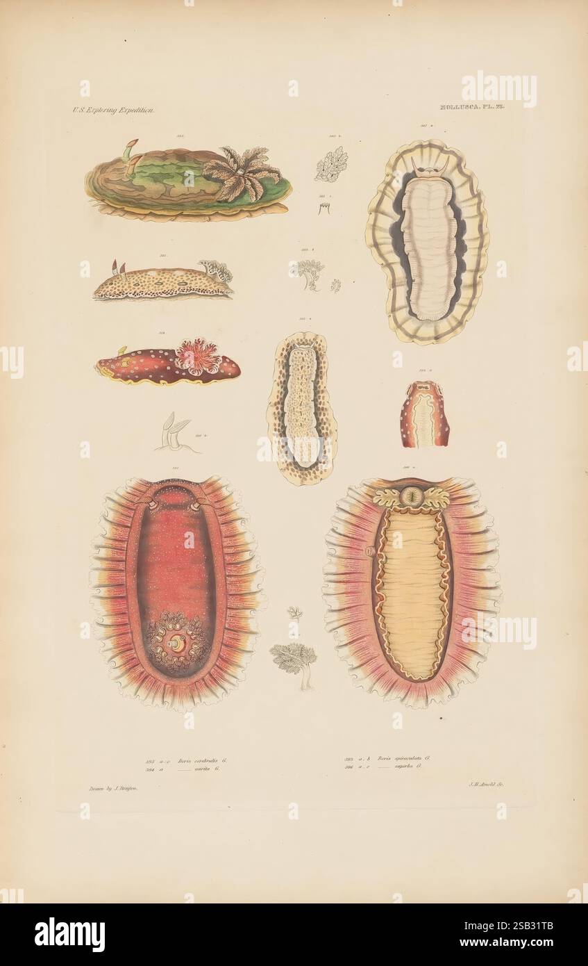 Mollusca, shells, Boston, Gould, Lincoln, 1852, mollusks, The ...