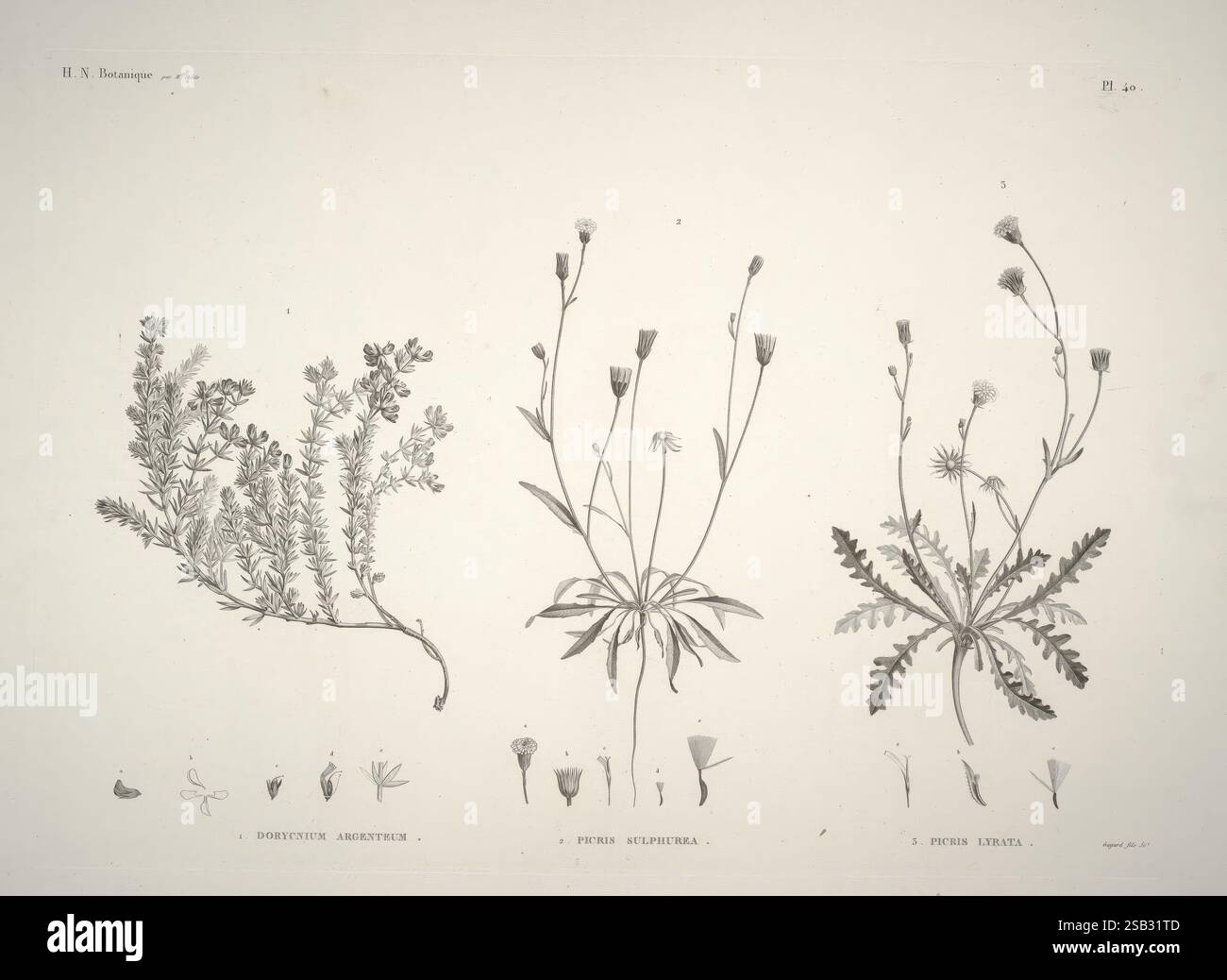 Plant showcases three prominent flower heads hi-res stock photography ...