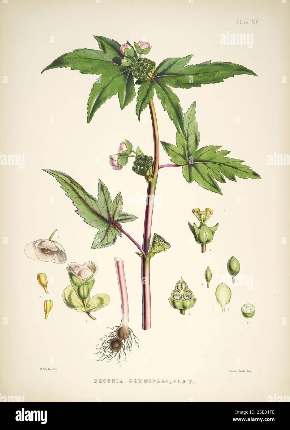 Illustrations of Himalayan Plants, London, L. Reeve, 1855, Himalayan ...