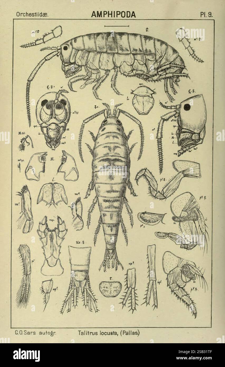 An account of the Crustacea of Norway, v.1 Amphipoda (plates ...
