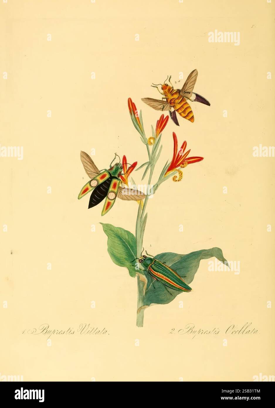 Intricately illustrated botanical study features hi-res stock ...