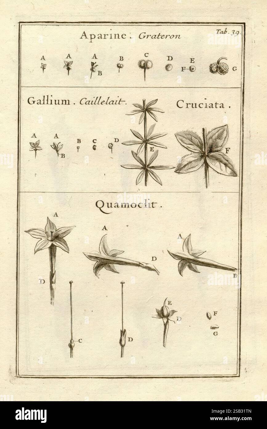 Distinctive flower designs hi-res stock photography and images - Alamy