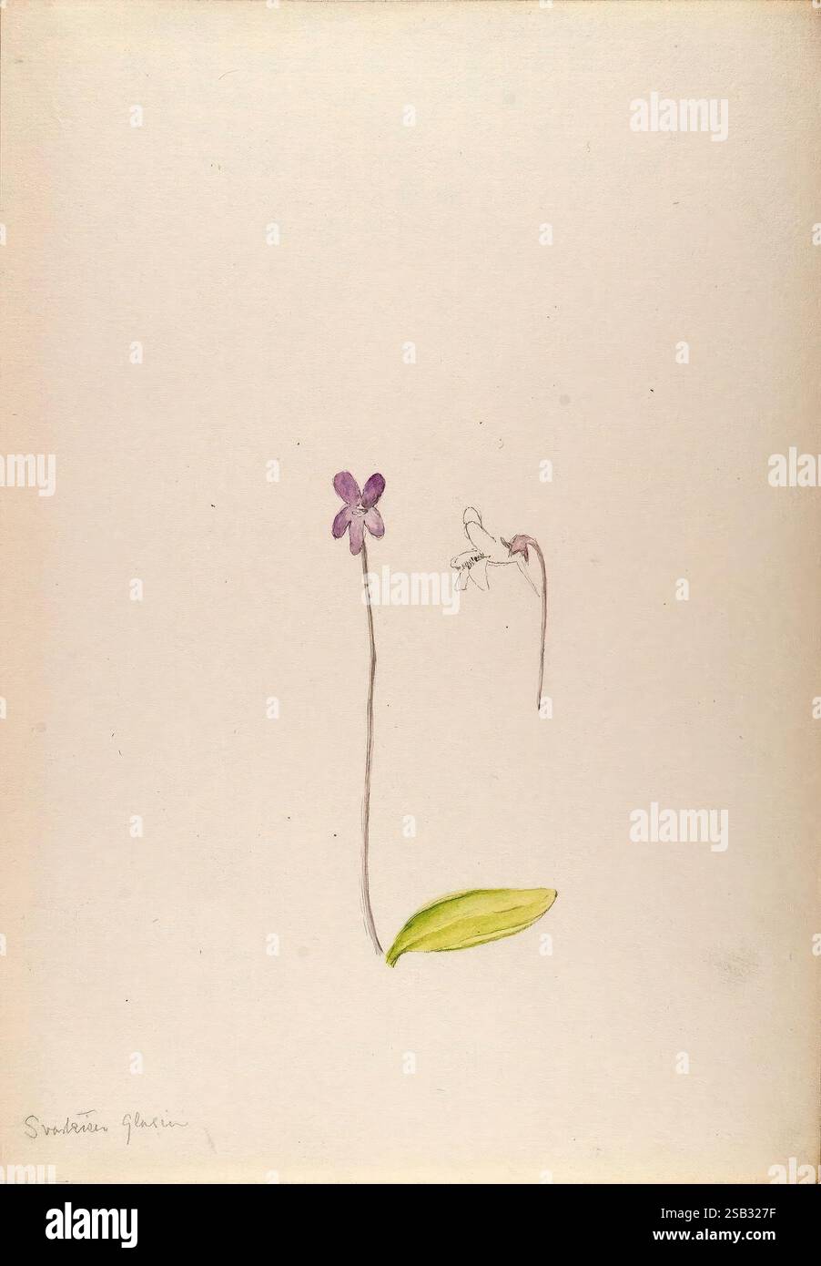 Featuring subtle outlines hi-res stock photography and images - Alamy