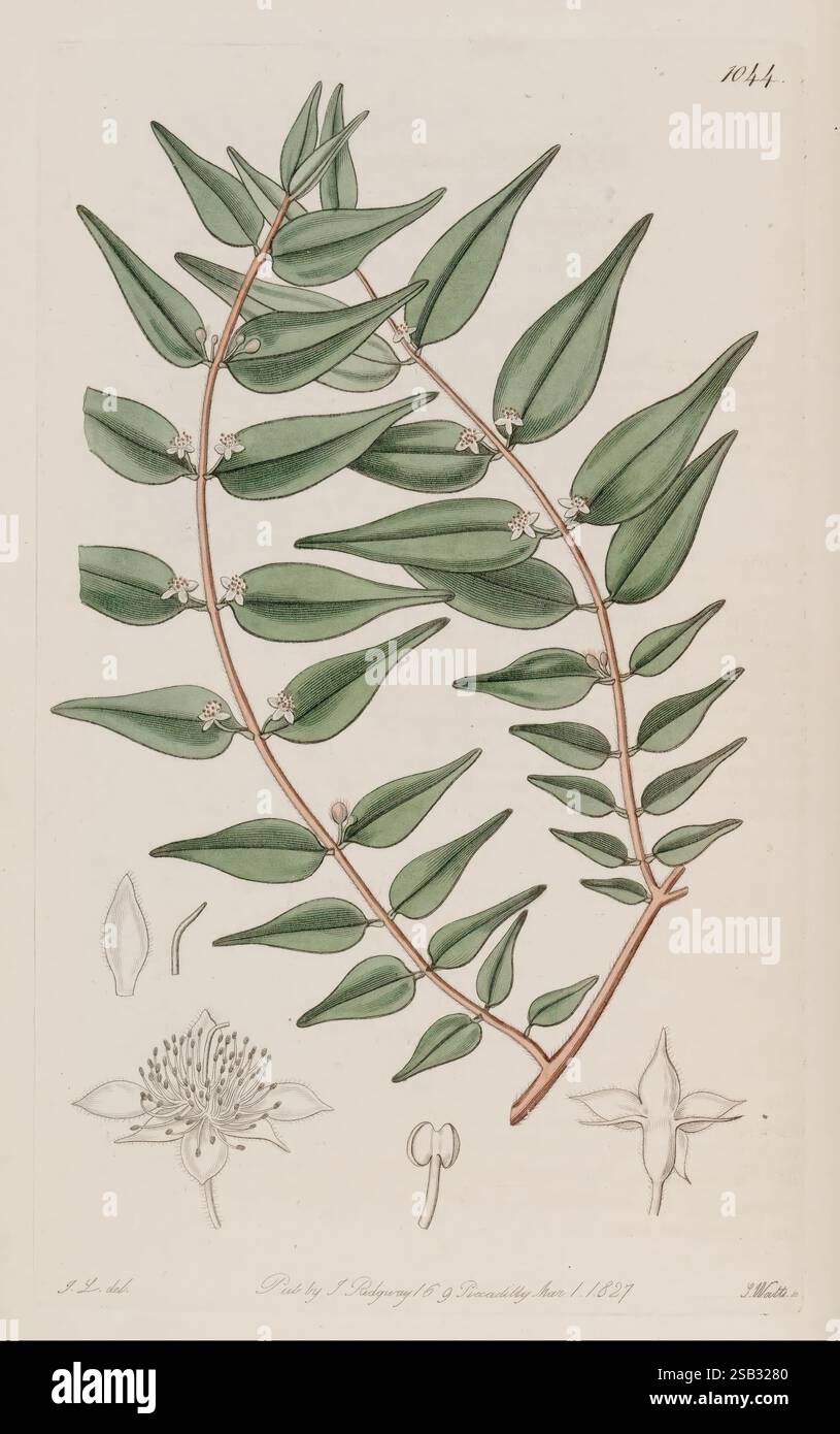 The Botanical Register, London, Printed for James Ridgway, 1815-1828 ...