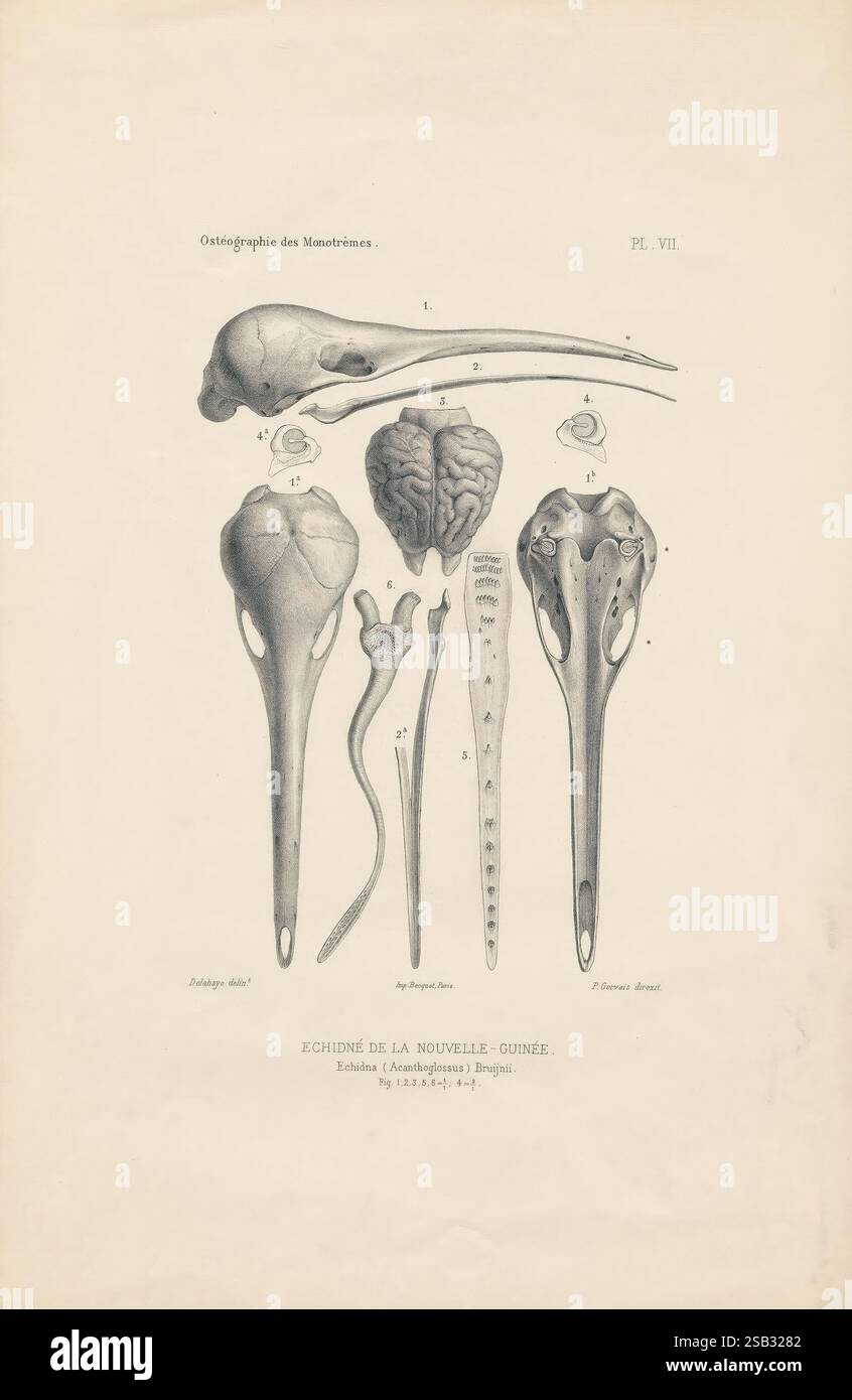 Ostéographie des monotrèmes vivants et fossiles comprenant la ...