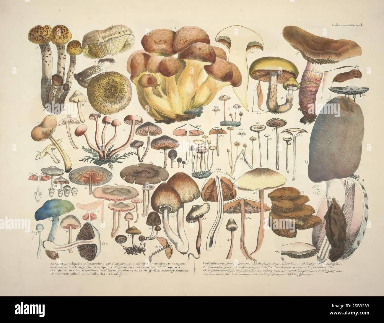 Inedible varieties hi-res stock photography and images - Alamy