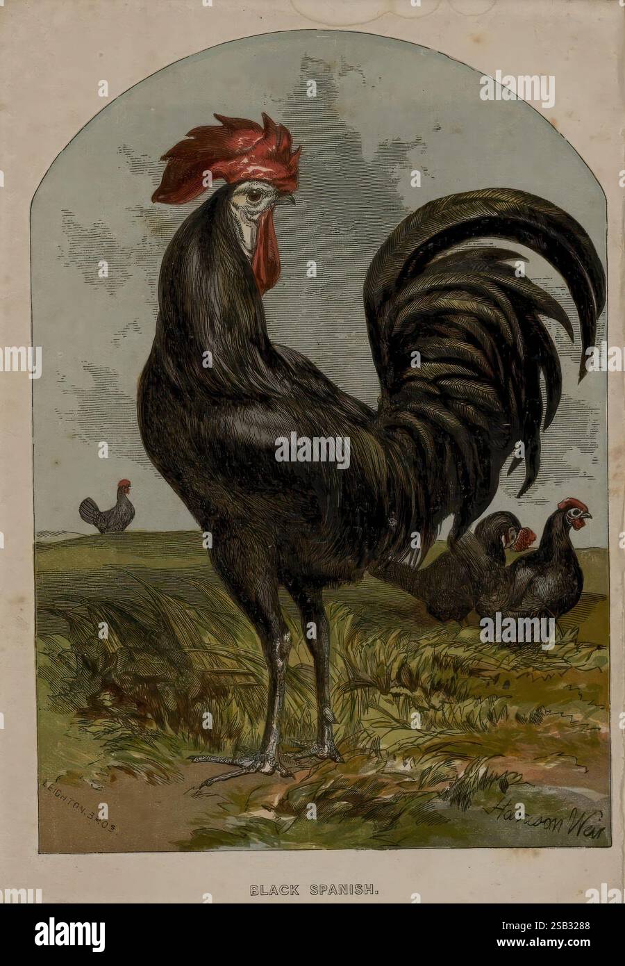 Roosters posture exudes hi-res stock photography and images - Alamy