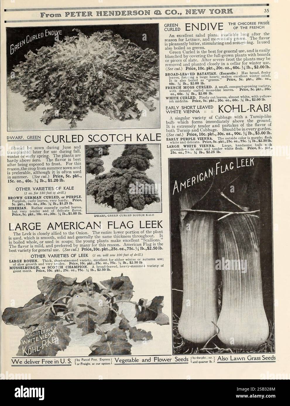 Lush green curled scotch kale hi-res stock photography and images - Alamy