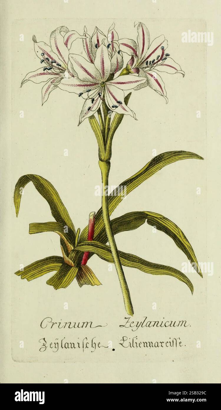 Crinum zeylanicum flower hi-res stock photography and images - Alamy