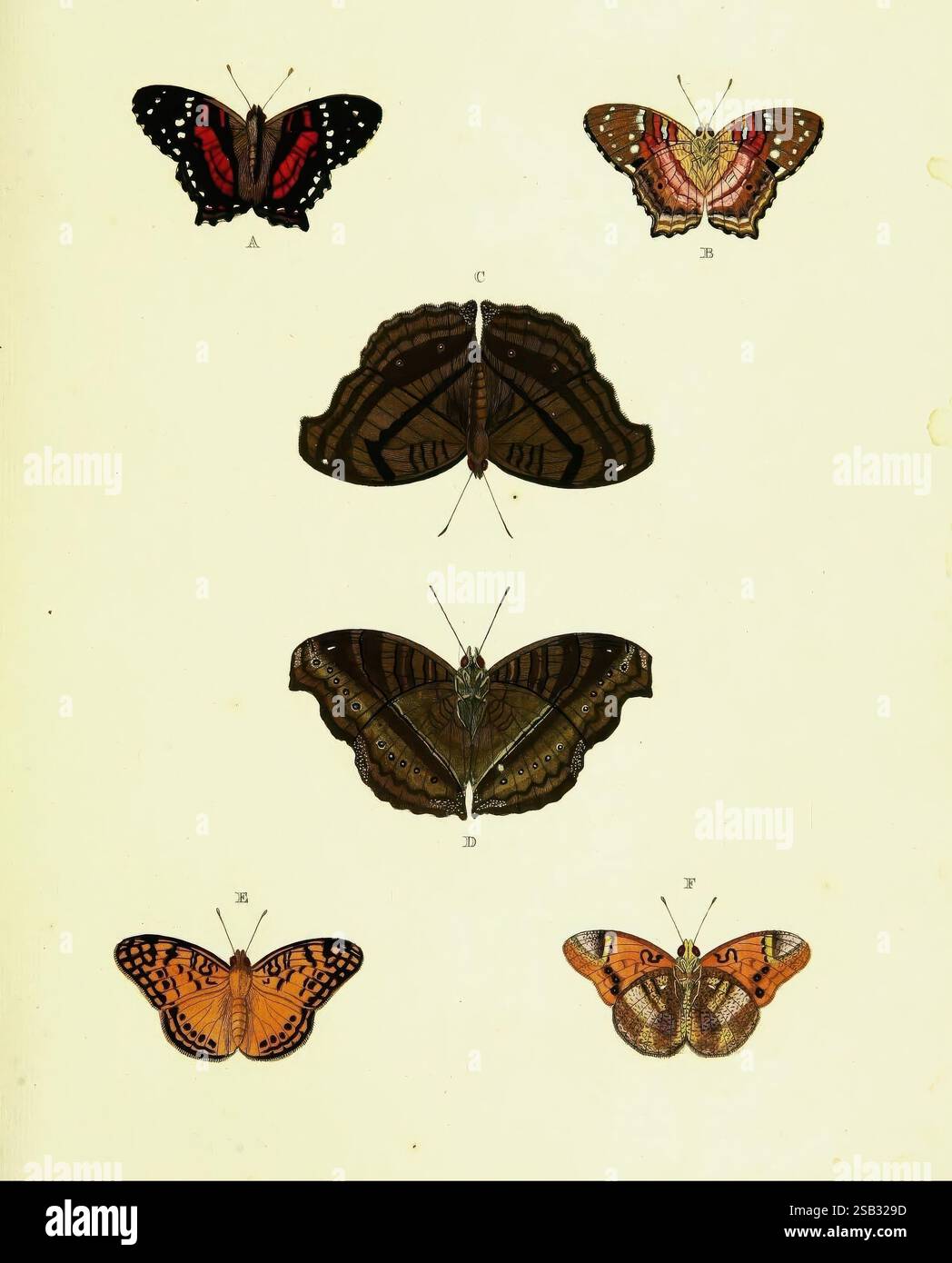 Top row features butterflies labeled hi-res stock photography and ...