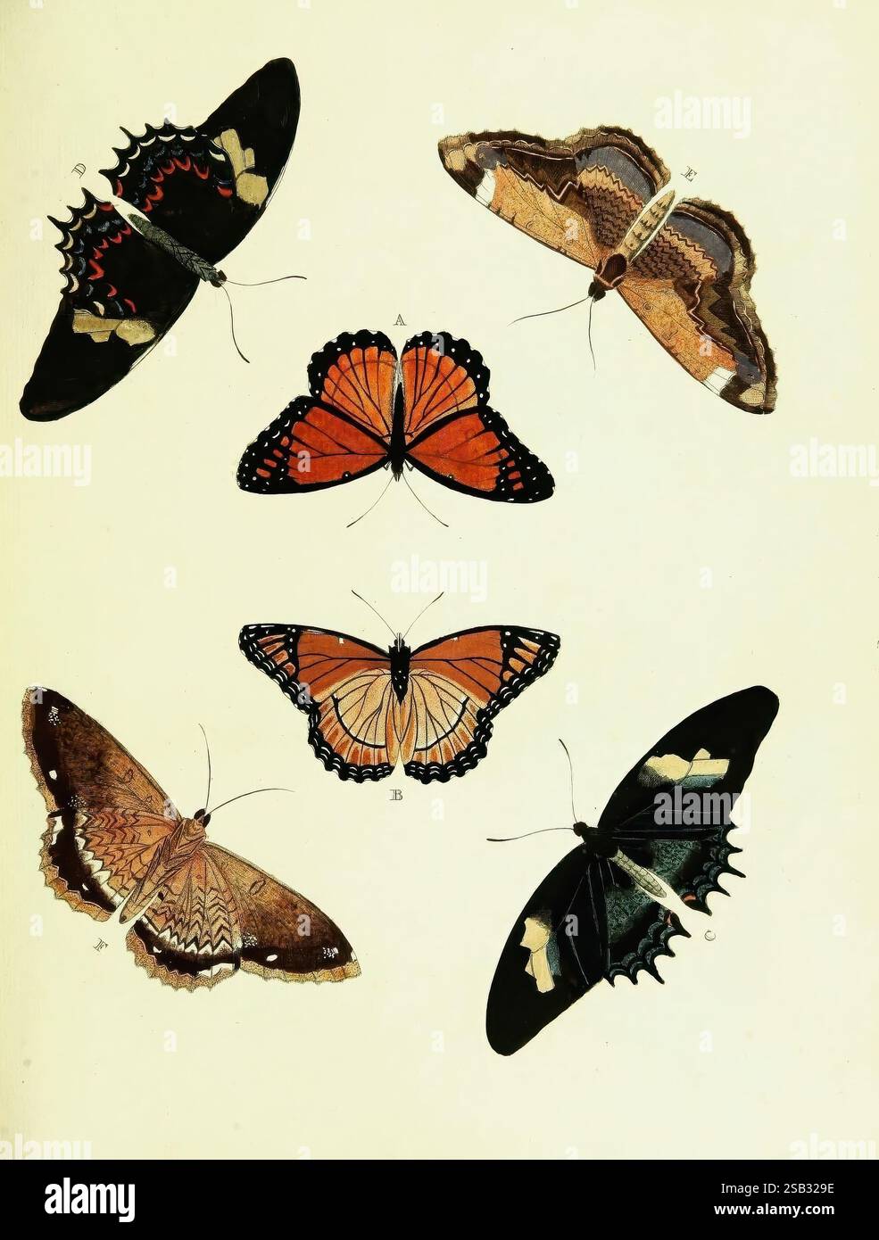 Composition showcases five distinct butterflies hi-res stock ...