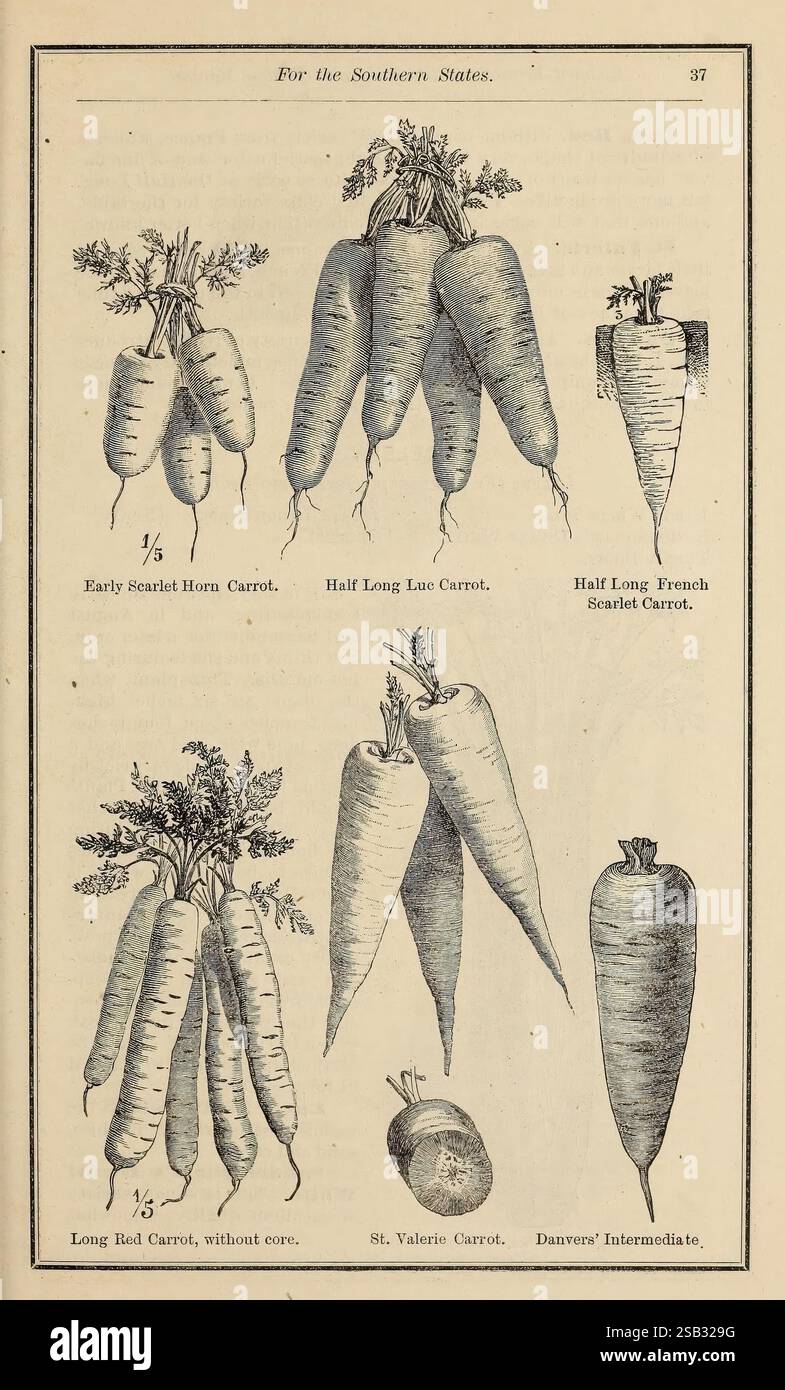 Valerie carrot hi-res stock photography and images - Alamy
