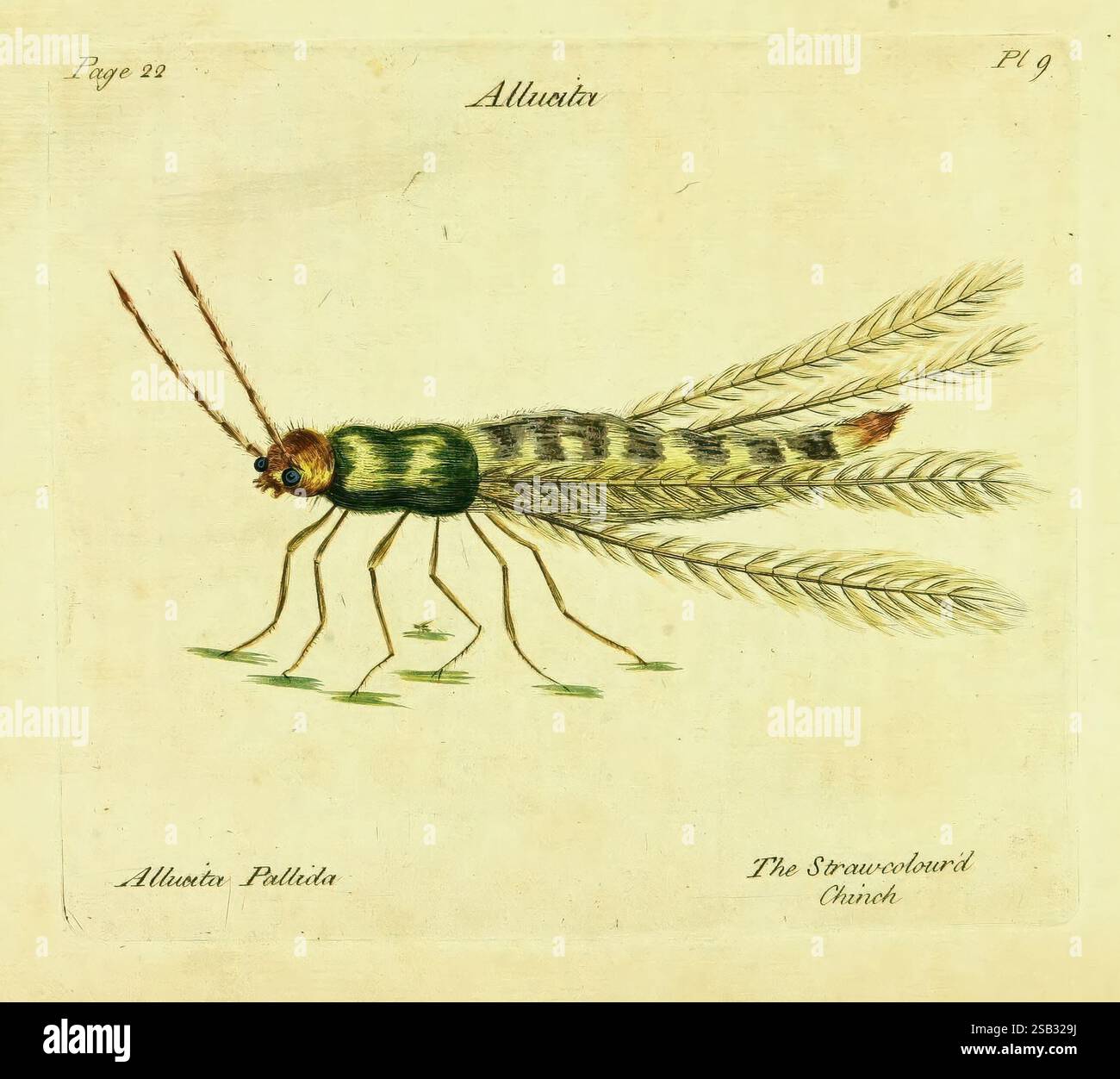 Straw colored chinch hi-res stock photography and images - Alamy