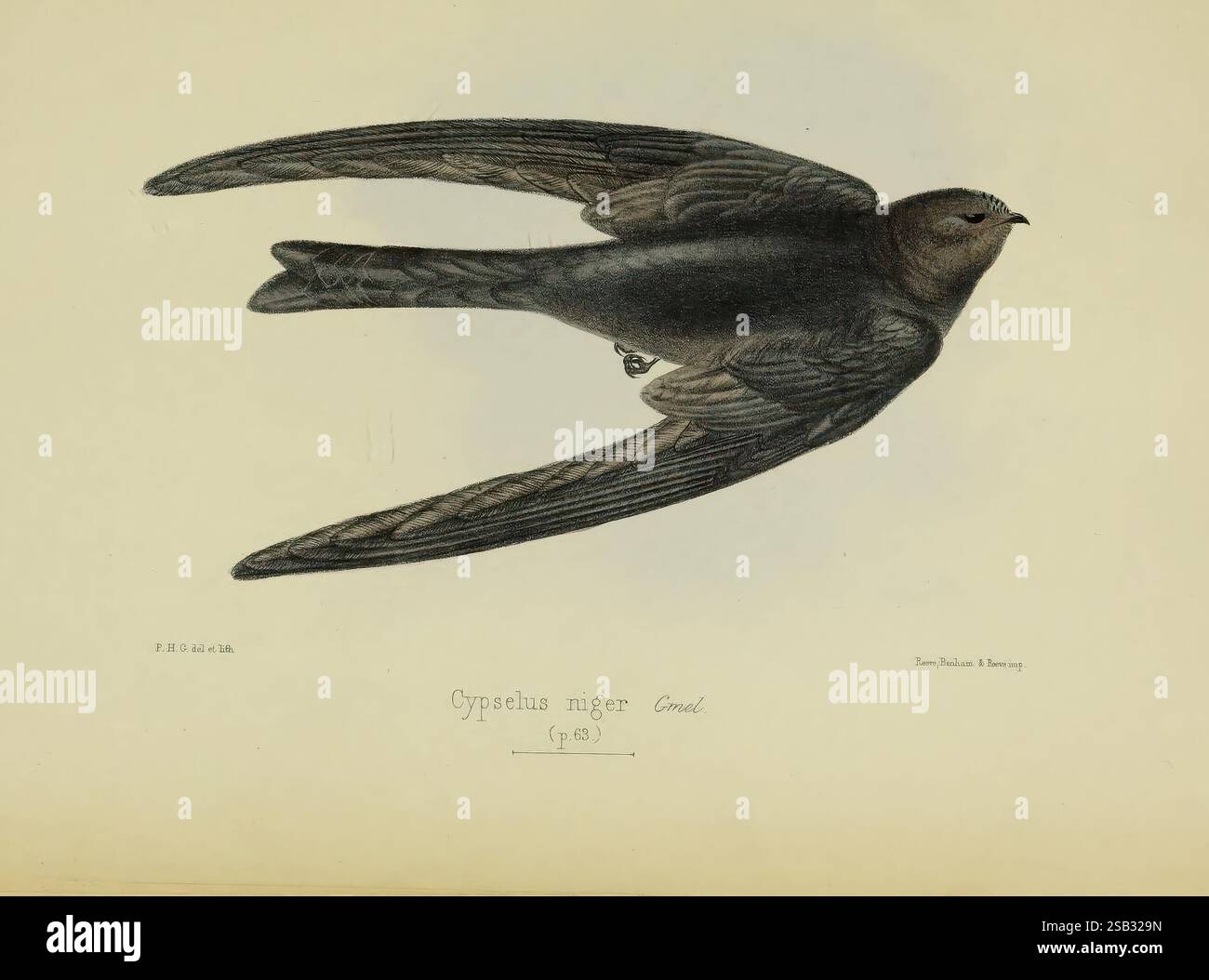 Illustrations of the birds of Jamaica. London, J. Van Voorst, 1849 ...