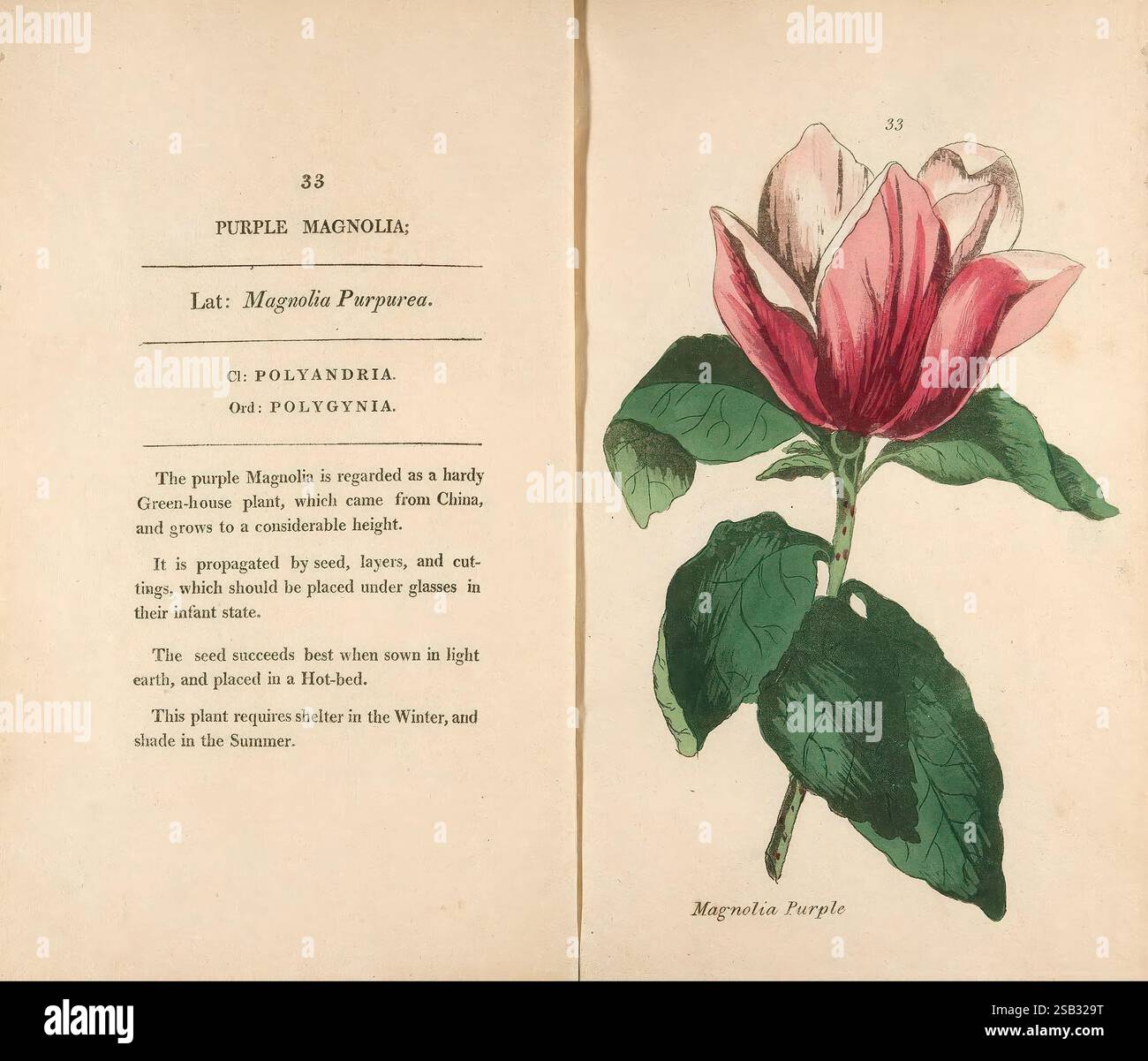 Magnolias characteristics hi-res stock photography and images - Alamy