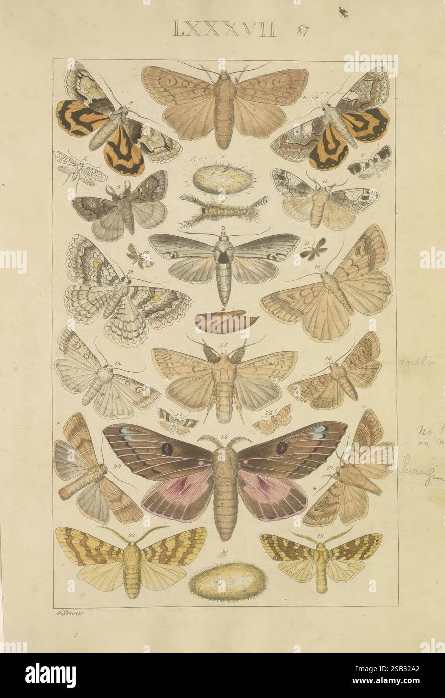 Lepidoptera, manuscript, between 1873-1883?, lepidoptera, life cycles ...