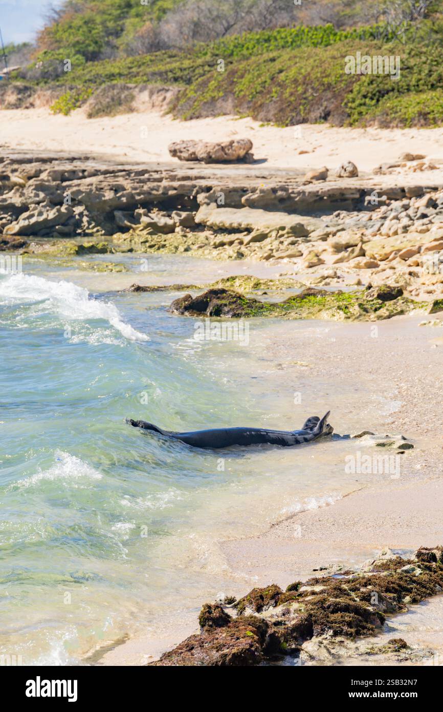 seal playing in hawaii Stock Photo - Alamy