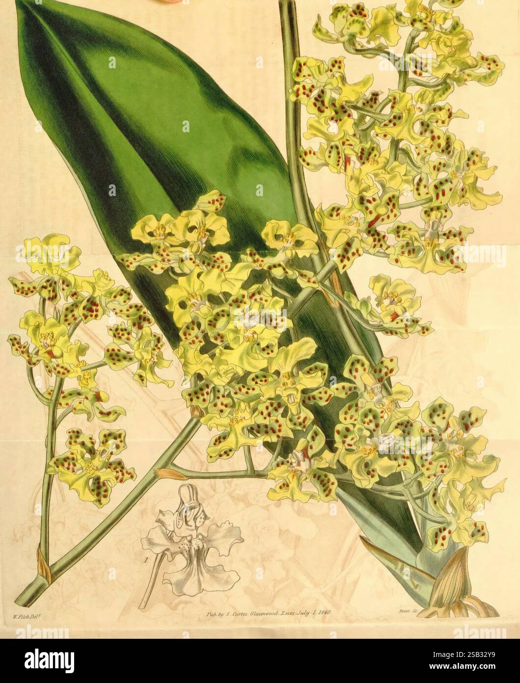 Curtis's Botanical Magazine, London, New York, botanical illustration ...