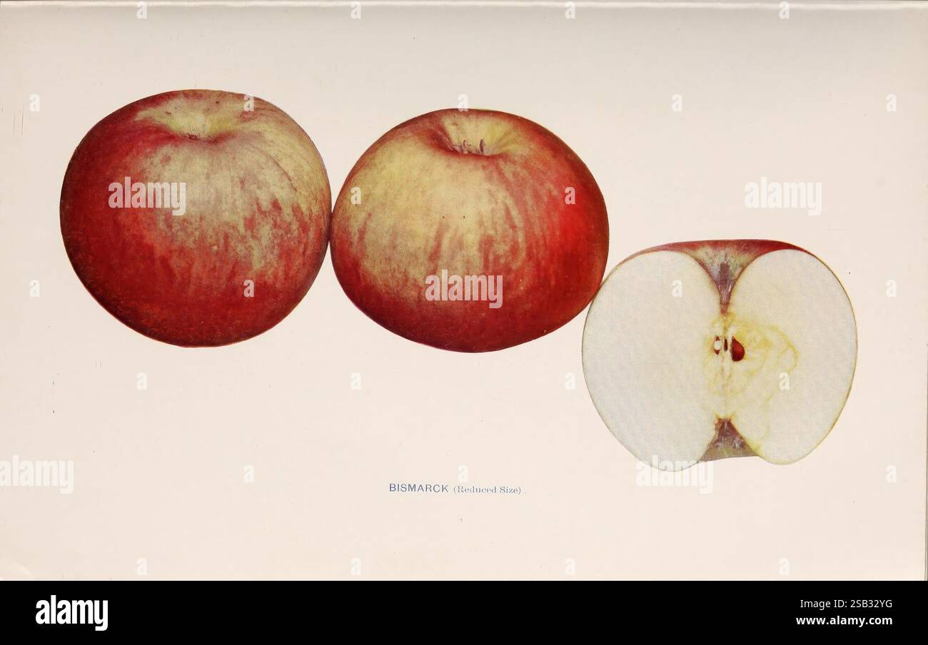 The apples of New York, Albany, J.B. Lyon, 1905, apples, fruit culture ...