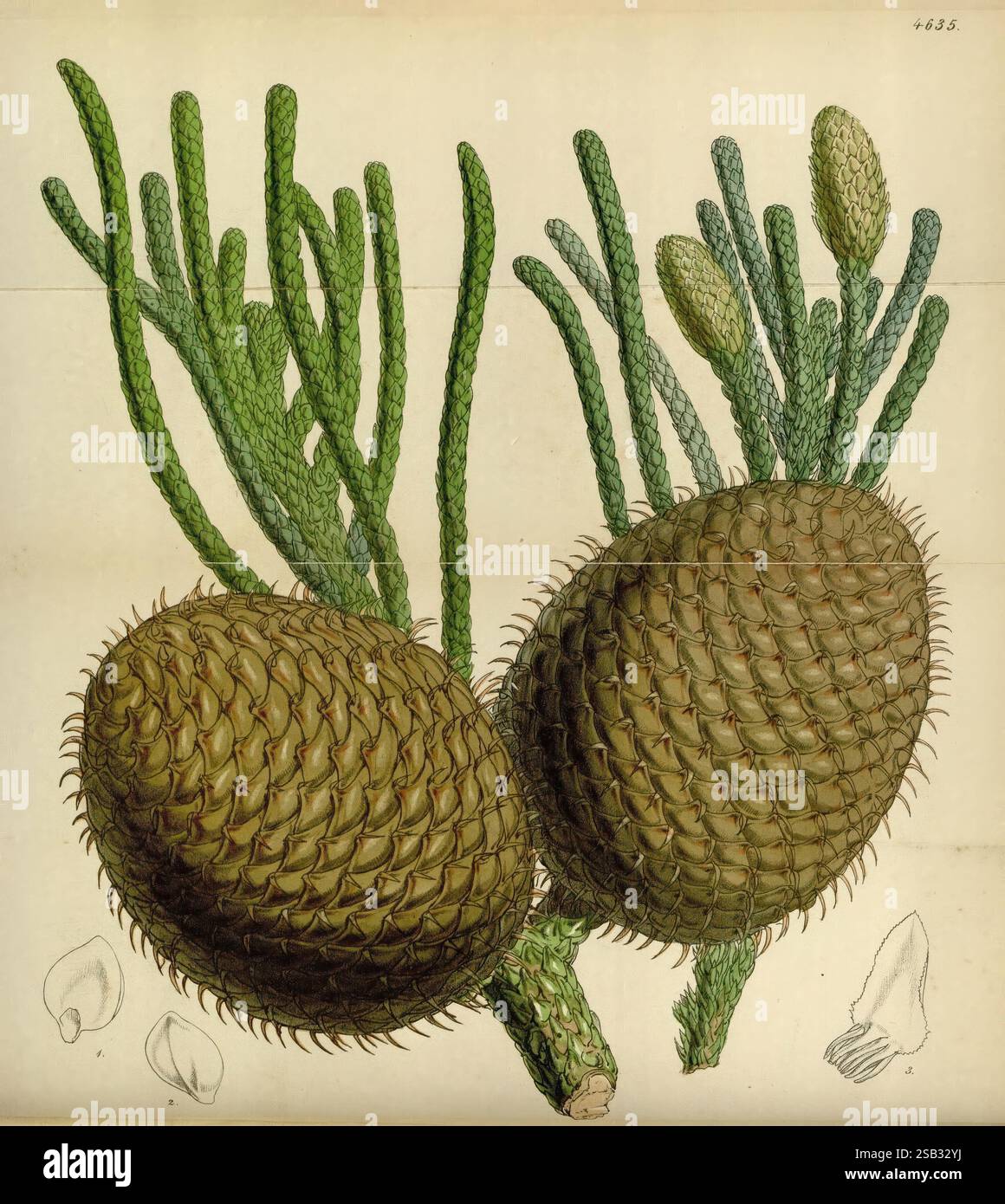 Curtis's Botanical Magazine London New York Botanical Illustration ...