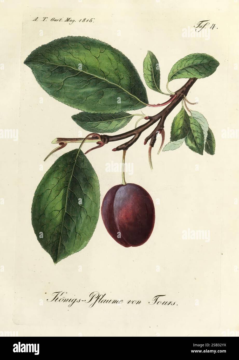 Kings plum hi-res stock photography and images - Alamy