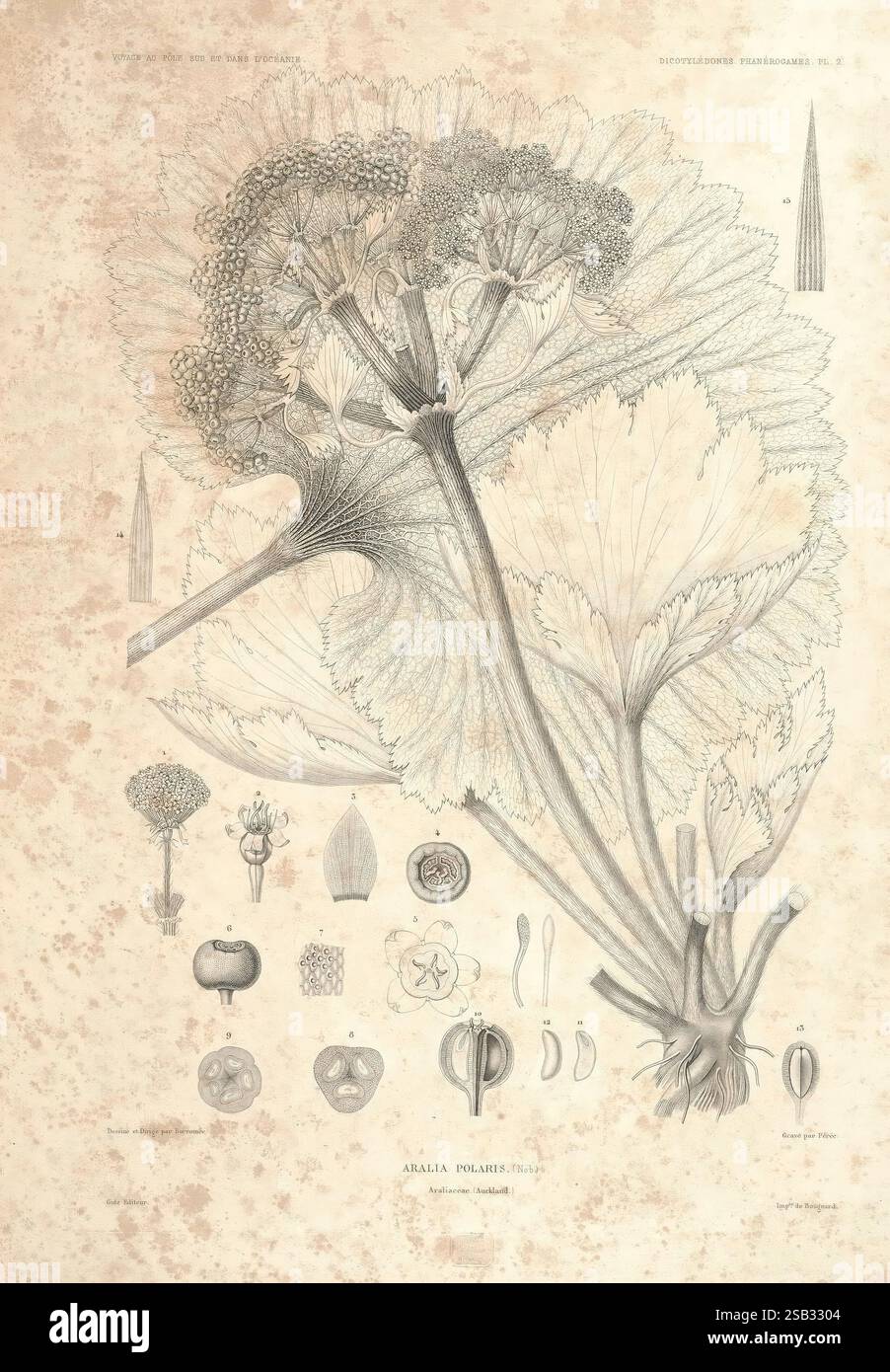 Depict individual petals hi-res stock photography and images - Alamy