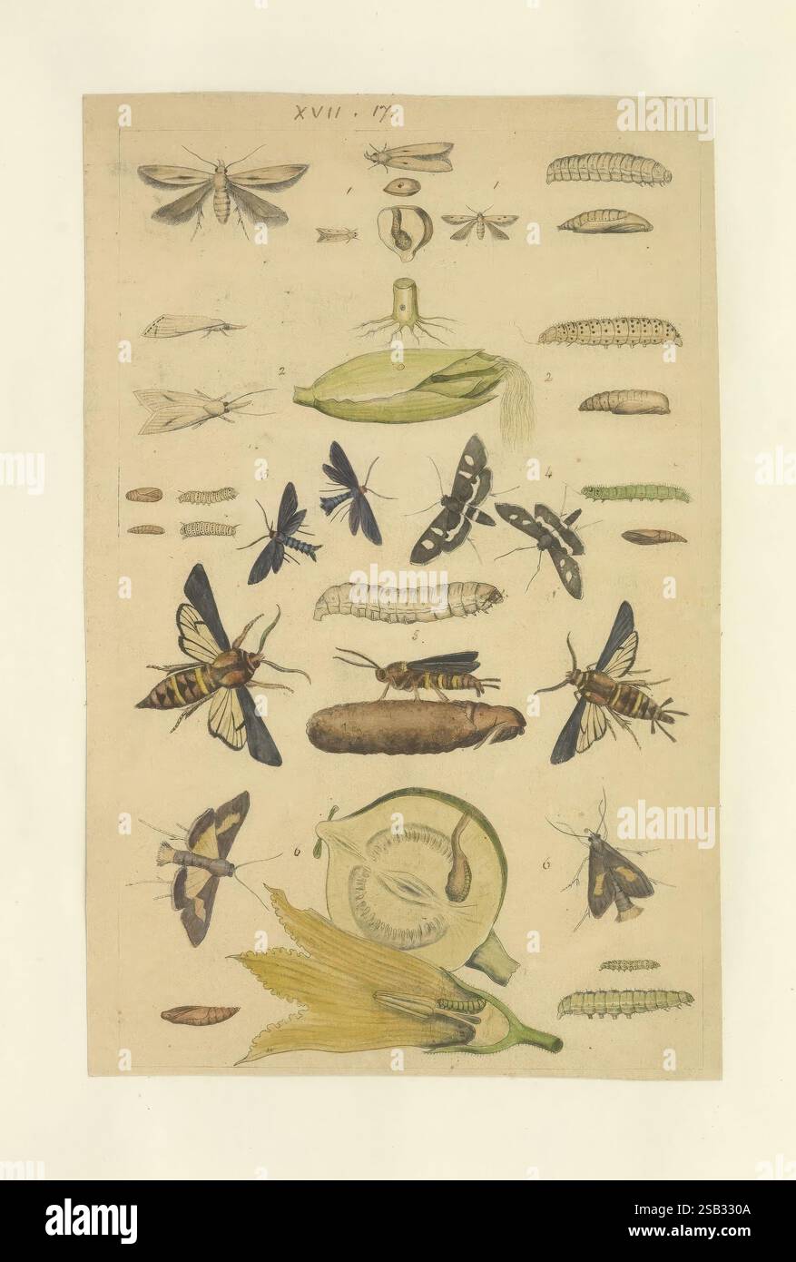Lepidoptera, manuscript, [between 1873-1883?], lepidoptera, life cycles ...