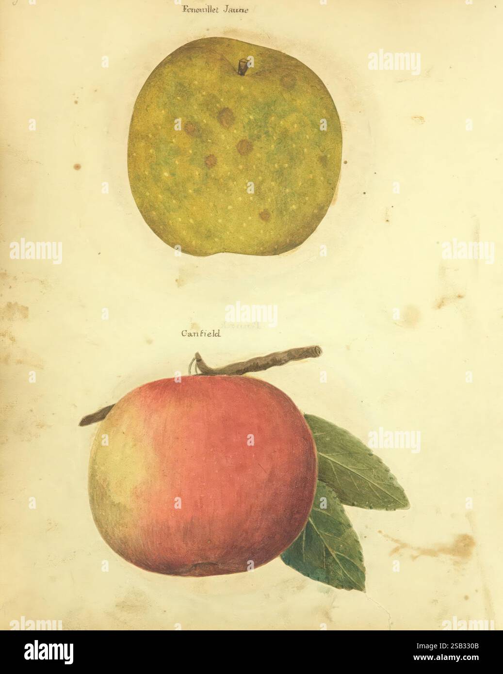 William Coxe, manuscript, 1810-1831, The illustration features two ...