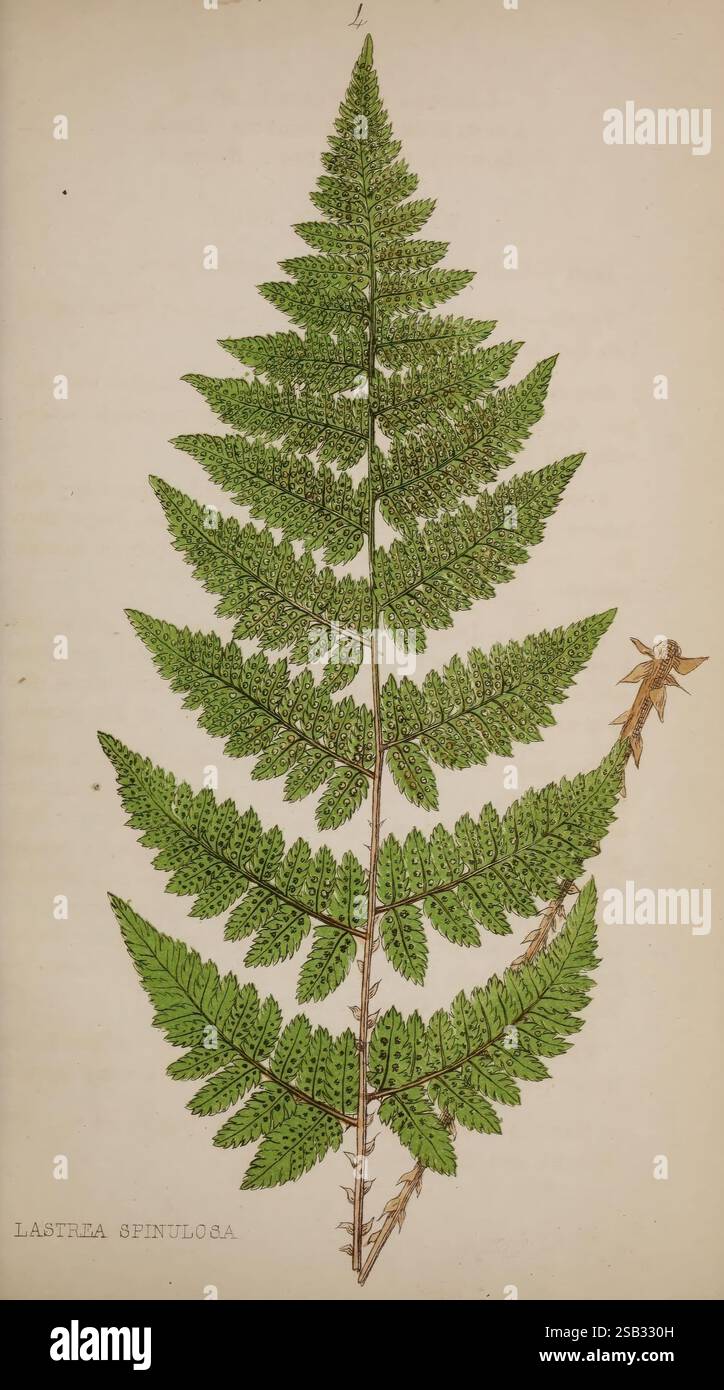 The, Ferns, of, Derbyshire, London, Wertheim, Macintosh, and Hunt, 1861 ...