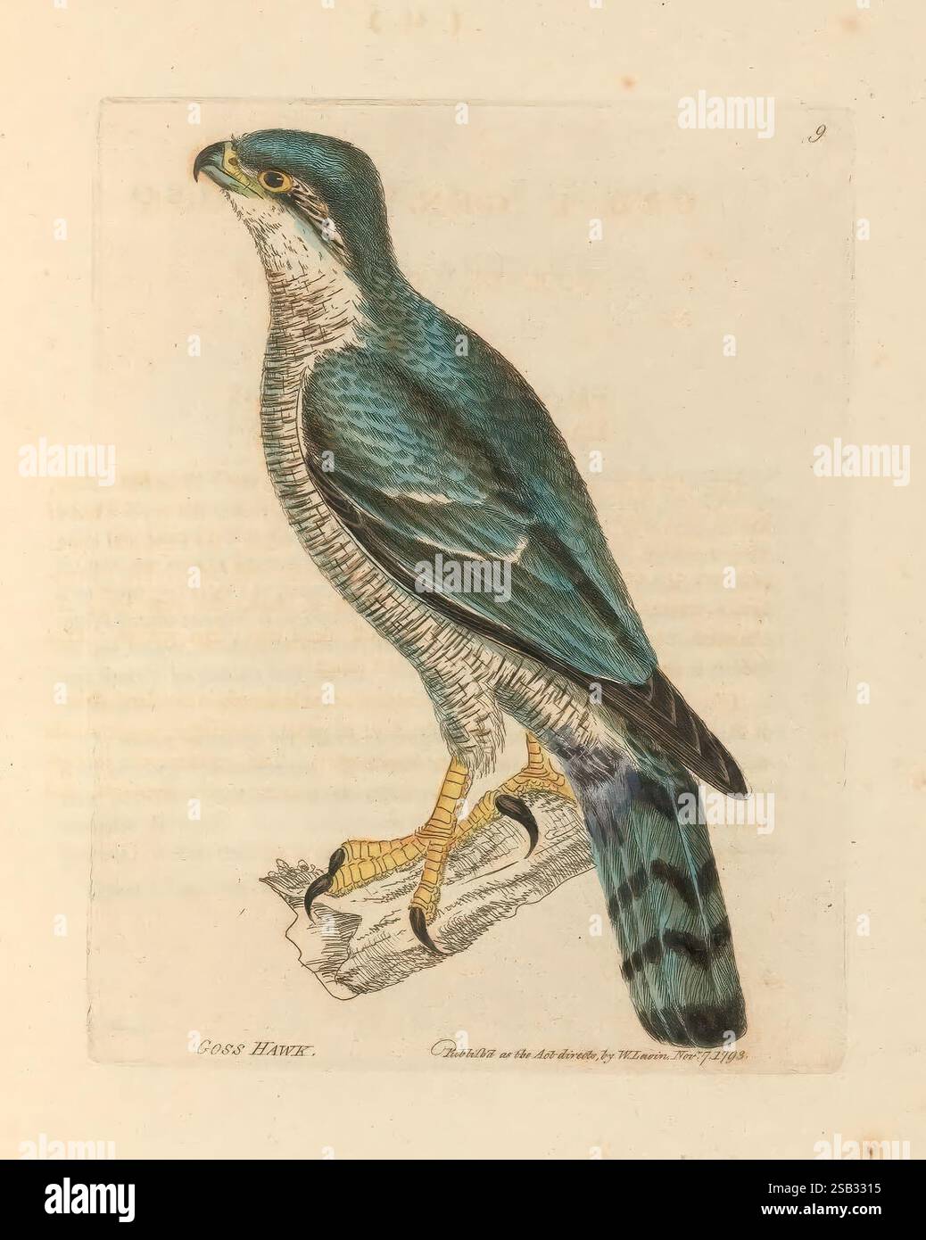 Sharp yellow beak slightly open hi-res stock photography and images - Alamy