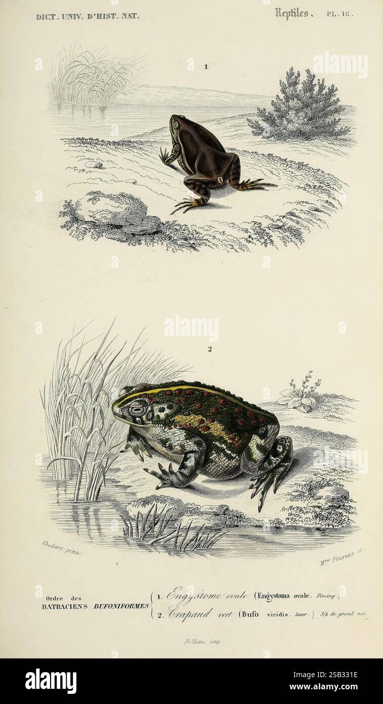 Dynamic pose amongst lush grass hi-res stock photography and images - Alamy