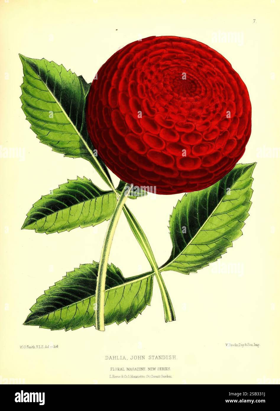 The, floral, magazine, London, L. Reeve & Co, flower, gardening ...