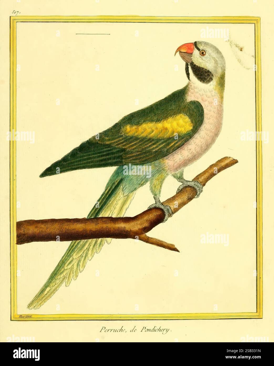 Blue tinged wings hi-res stock photography and images - Alamy