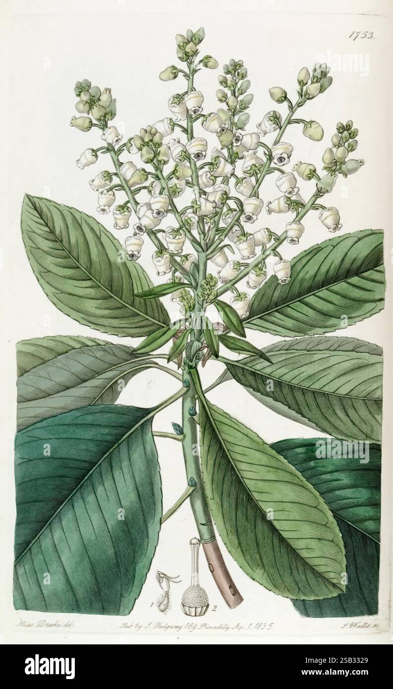 Plant introduction plants ornamental 17 sarah ann drake 2 women hi-res ...