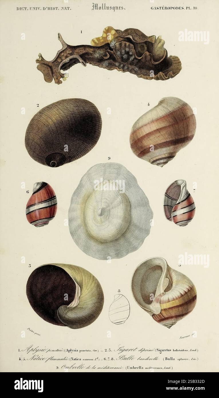 Intricate spiral shell structures hi-res stock photography and images ...
