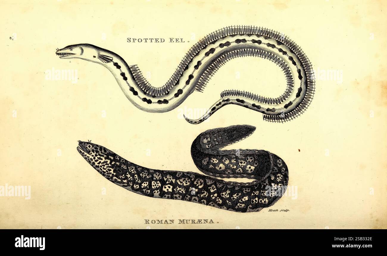 Roan moray eel hi-res stock photography and images - Alamy