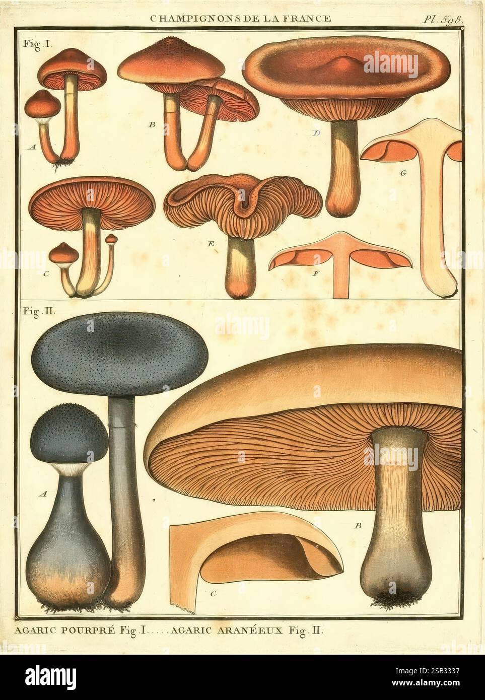 Featuring rounded caps hi-res stock photography and images - Alamy