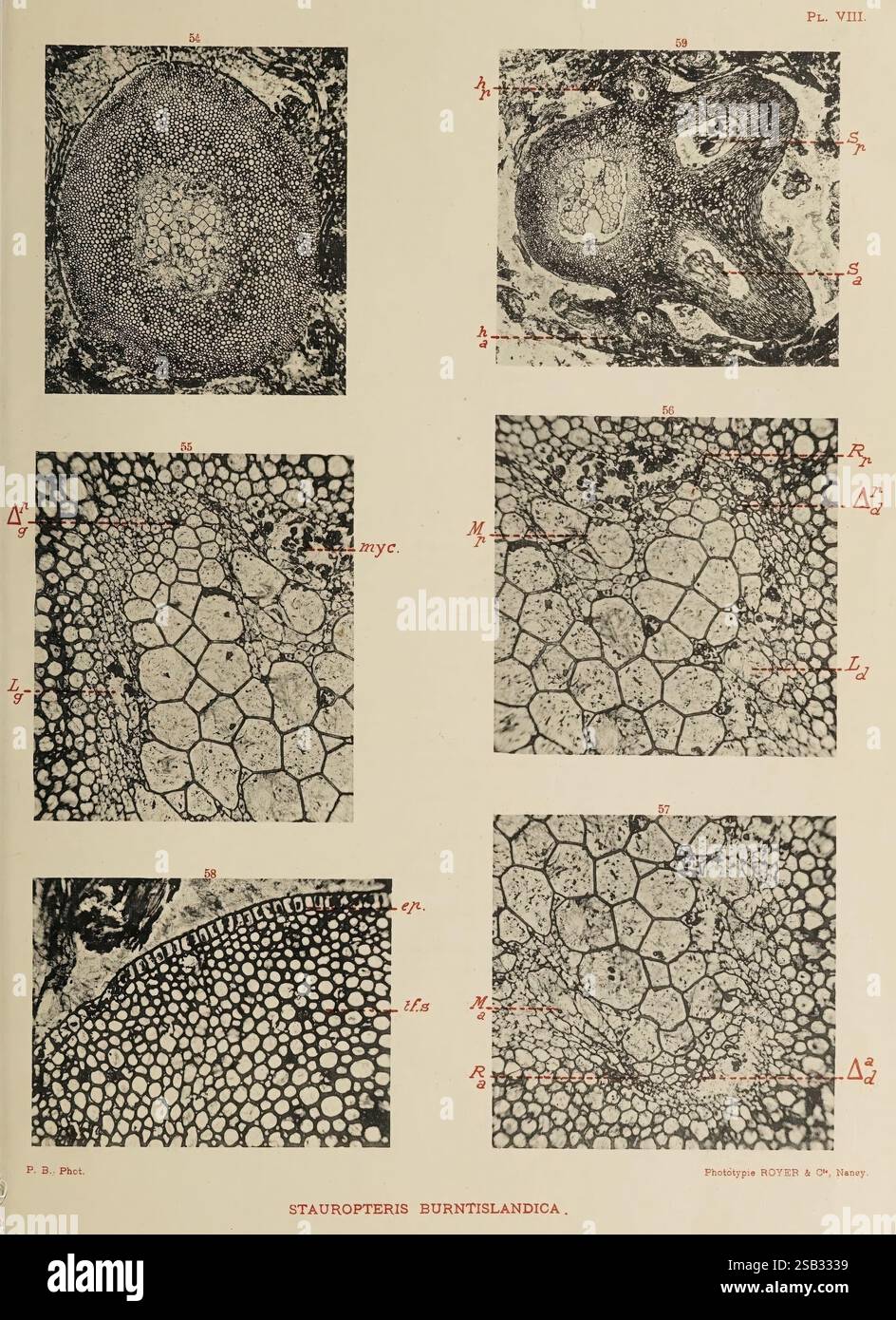 Detailed microscopic cross sections hi-res stock photography and images ...