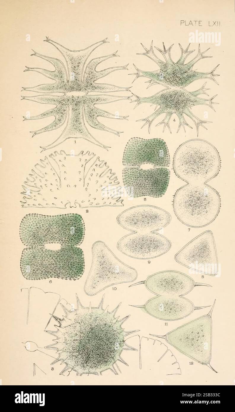Fresh-water Algae of the United States, Bethlehem, Pa, The Comenius ...
