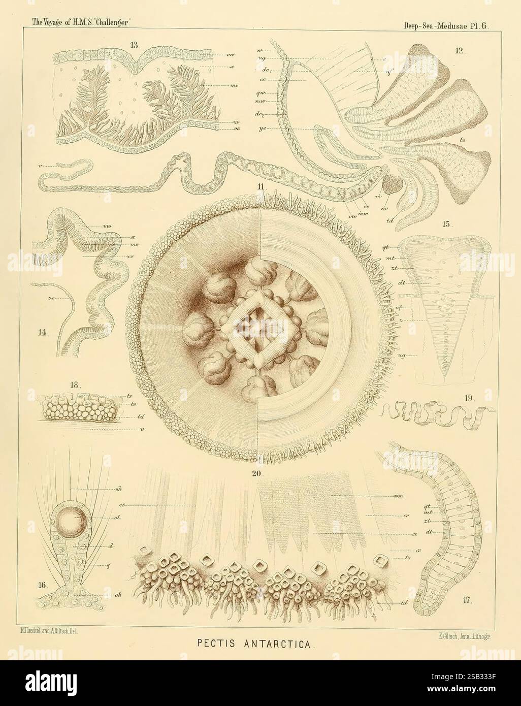 Monographie der Medusen, Jena, G. Fischer, 1879-1881, Pecten, Arctica ...