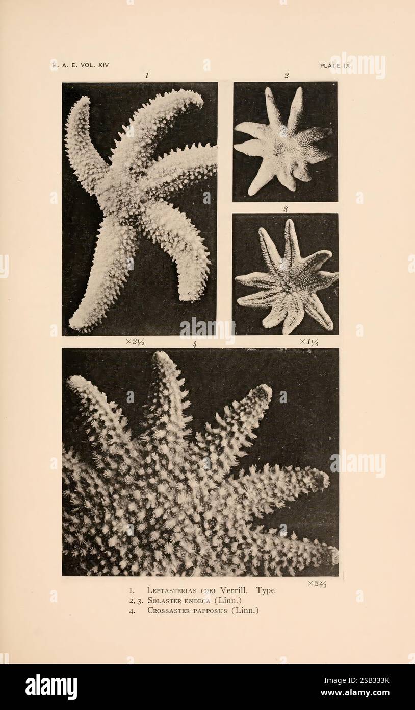 Significance of taxonomy in understanding hi-res stock photography and ...