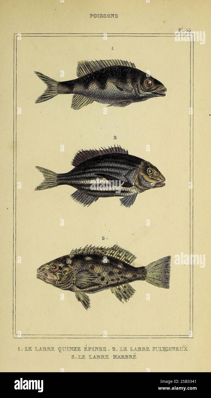 Bulkier appearance hi-res stock photography and images - Alamy