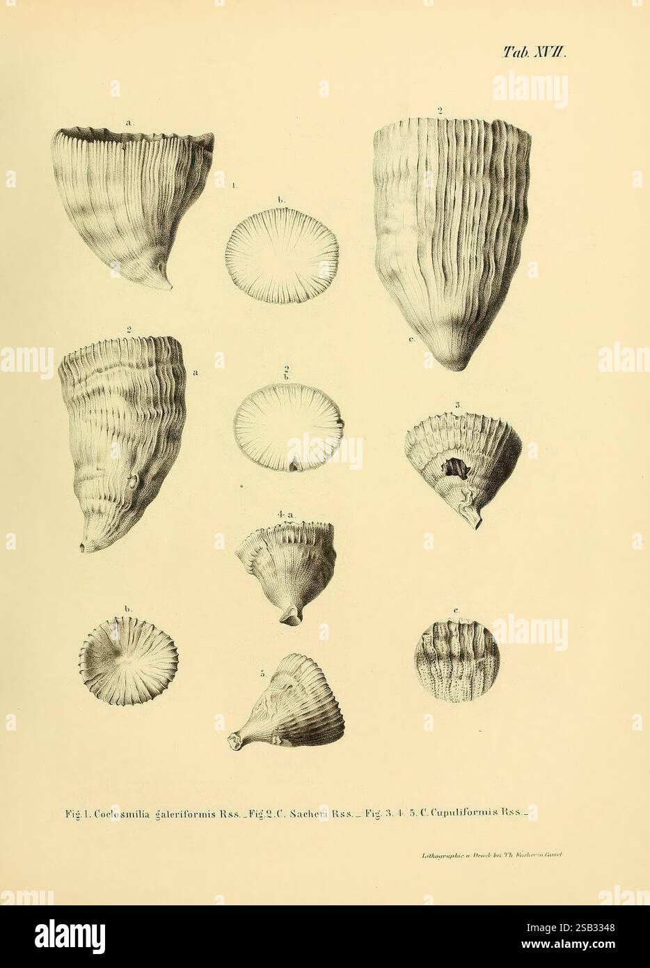Palaeontographica, Cassel, Theodor Fischer, 1846-1933, 560643, geology ...