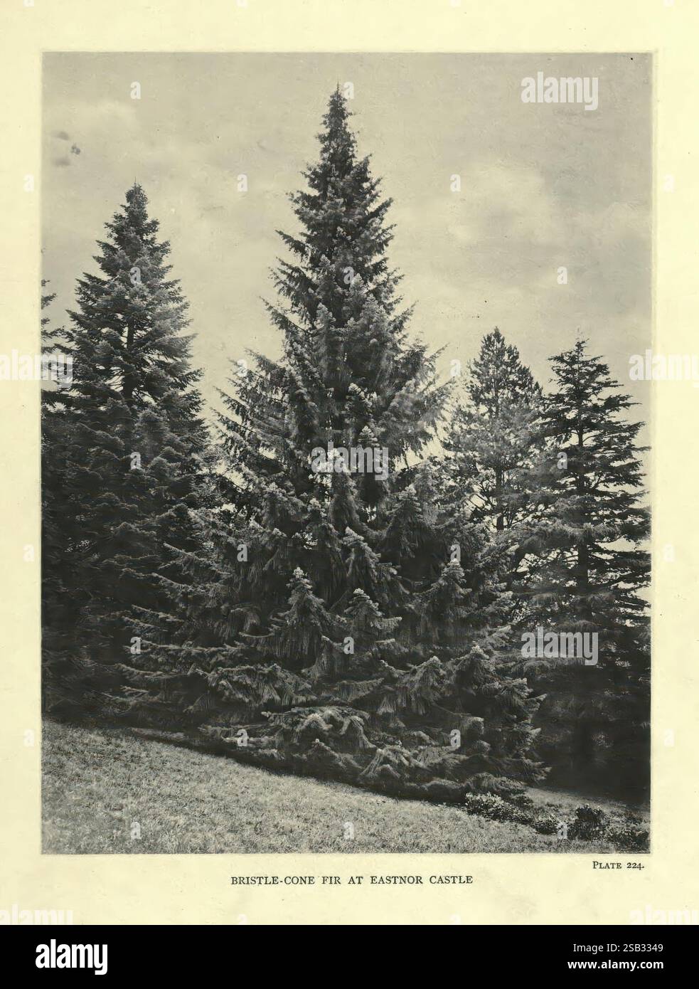 Majestic bristlecone fir hi-res stock photography and images - Alamy