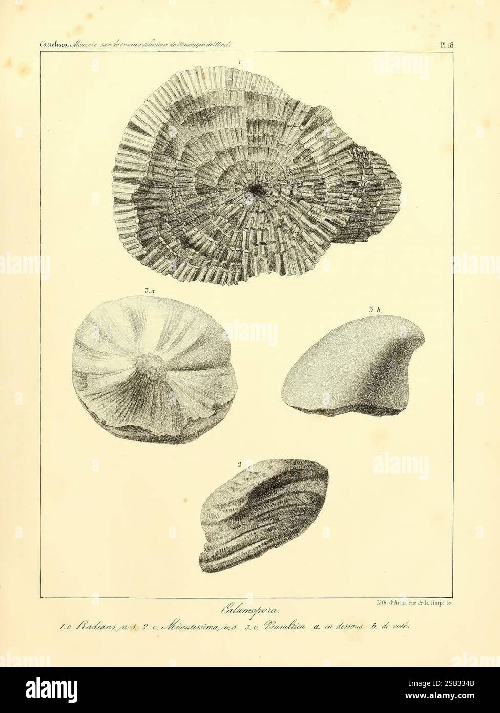 Smooth shell features hi-res stock photography and images - Alamy