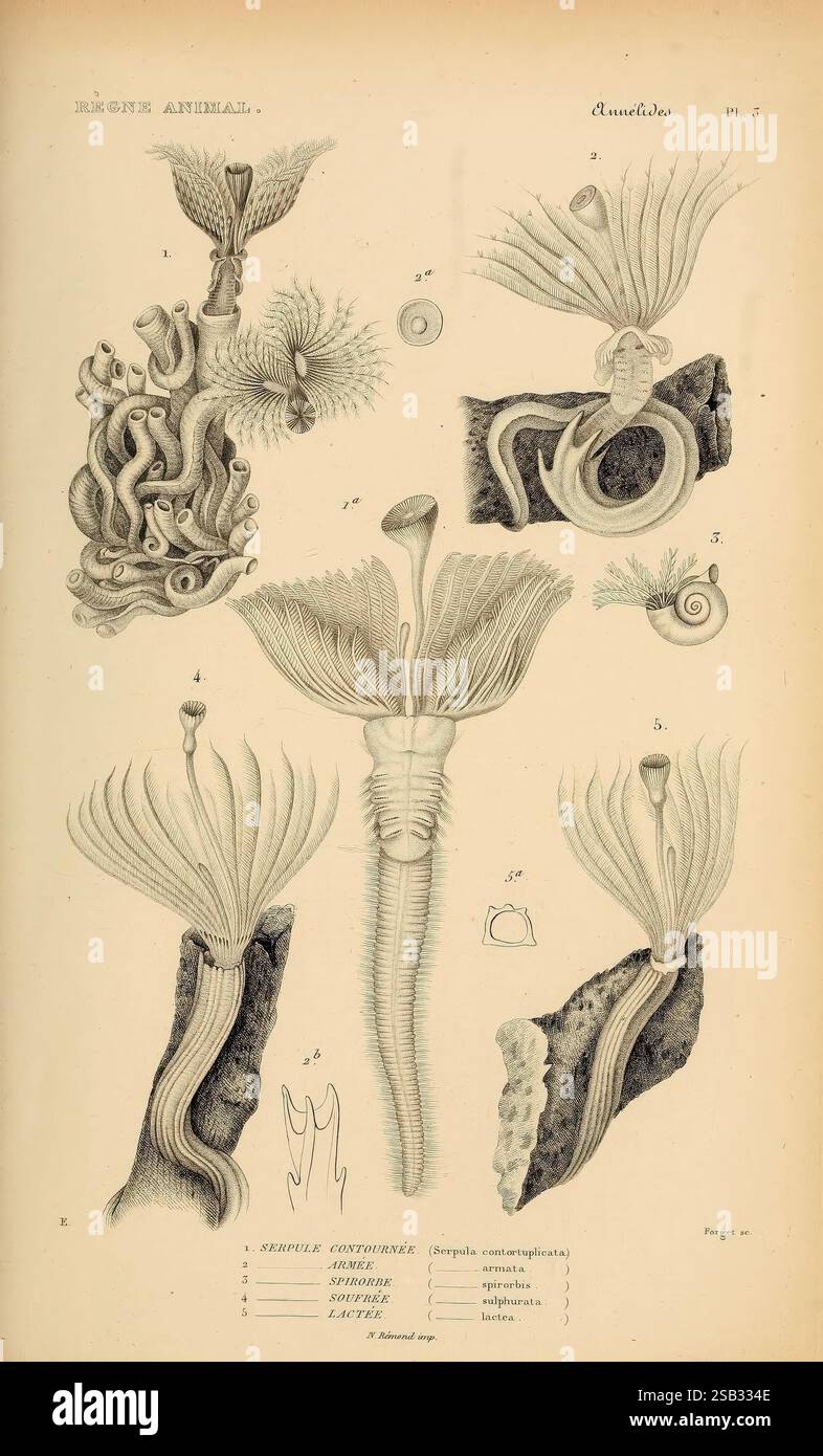 Le règne animal distribué d'après son organisation Paris, 1836-1849 ...