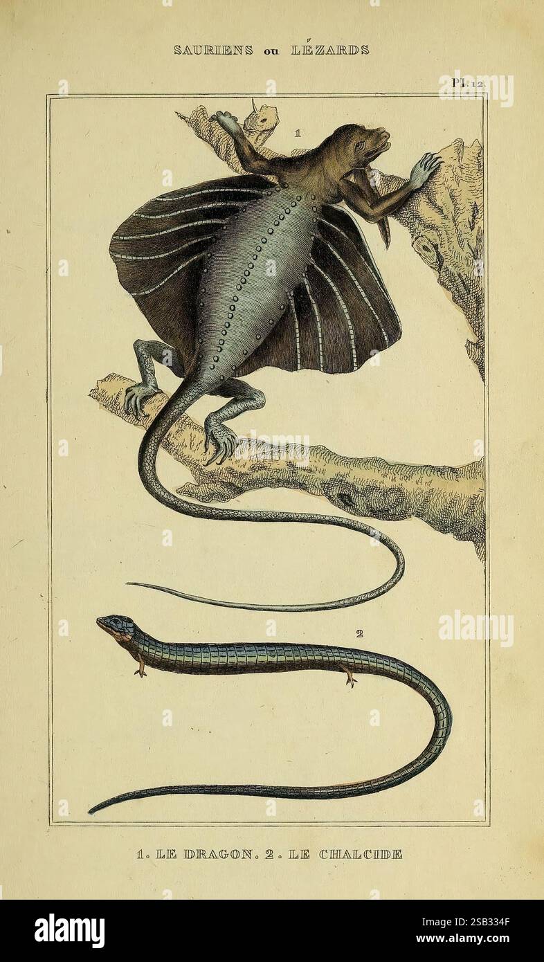 Oeuvres du comte de Lacépède, Paris, P. Duménil, 1836, natural history ...