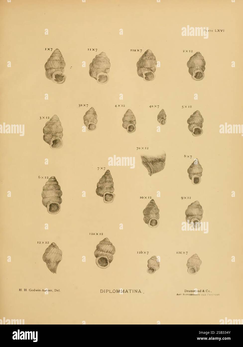 Land and freshwater Mollusca of India, London, Taylor and Francis, 1882 ...