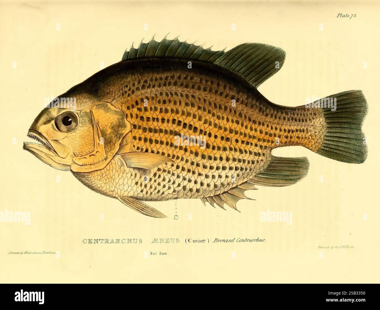 Species centrarchus macropterus hi-res stock photography and images - Alamy